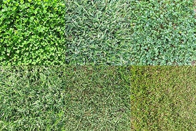 Different Lawn Varieties for Your New Yard | Endeavour Homes