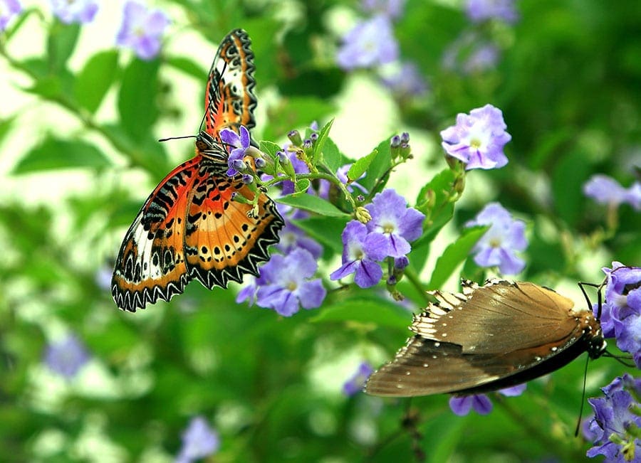 Turn Your Backyard into a Butterfly Garden | Endeavour Homes