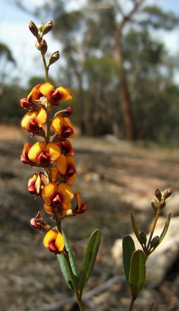 10 Native Plants to Grow in Your Perth Garden | Endeavour Homes