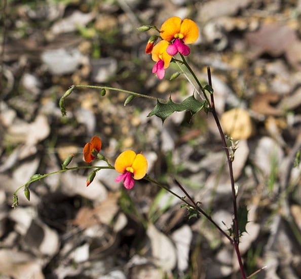 10 Native Plants to Grow in Your Perth Garden | Endeavour Homes