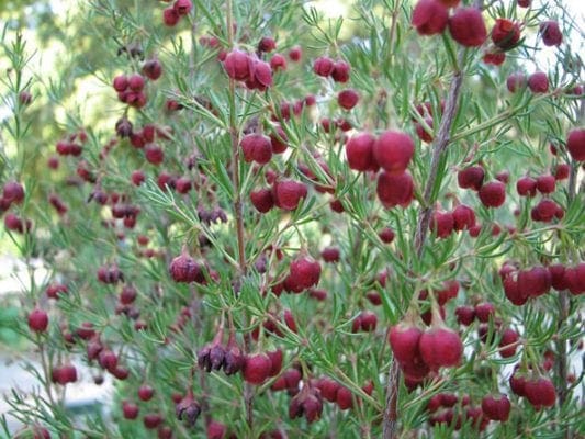 10 Native Plants to Grow in Your Perth Garden | Endeavour Homes
