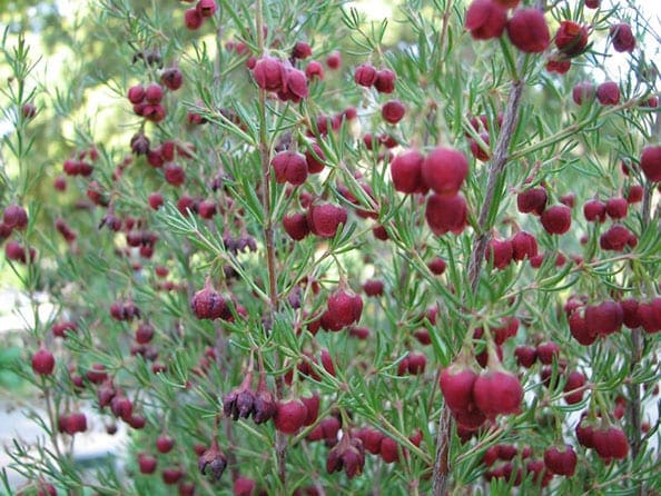 10 Native Plants to Grow in Your Perth Garden | Endeavour Homes