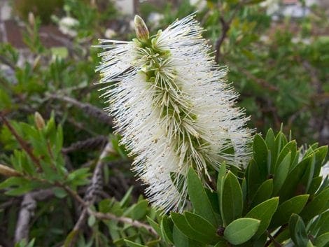 10 Native Plants to Grow in Your Perth Garden | Endeavour Homes