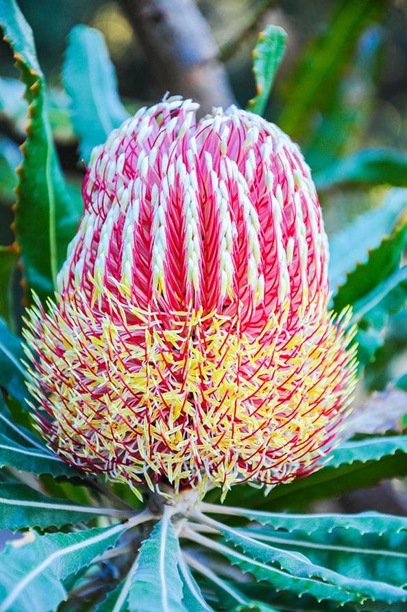 Perth Native Plant Nursery at Leo Gatehouse blog