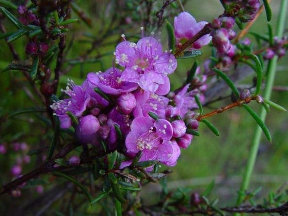 10 Native Plants to Grow in Your Perth Garden | Endeavour Homes