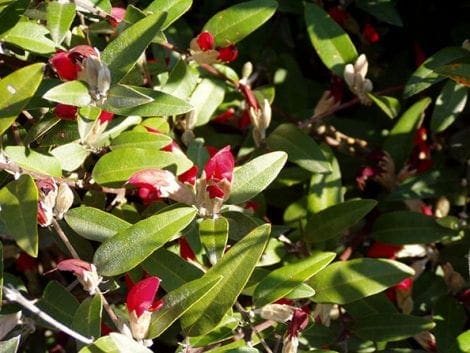 10 Native Plants to Grow in Your Perth Garden | Endeavour Homes