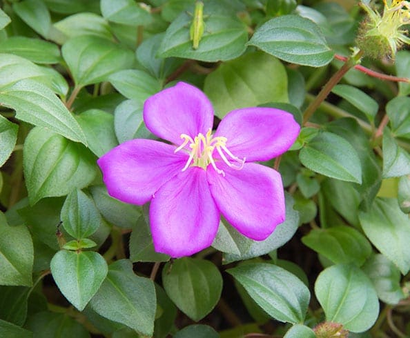 10 Native Plants to Grow in Your Perth Garden | Endeavour Homes